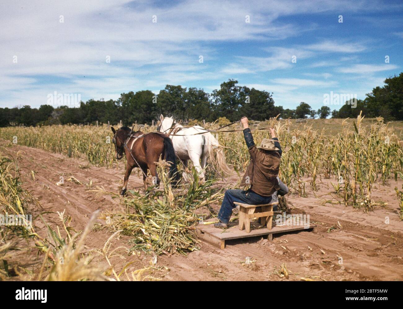 Harvesting corn with horses hi-res stock photography and images - Alamy
