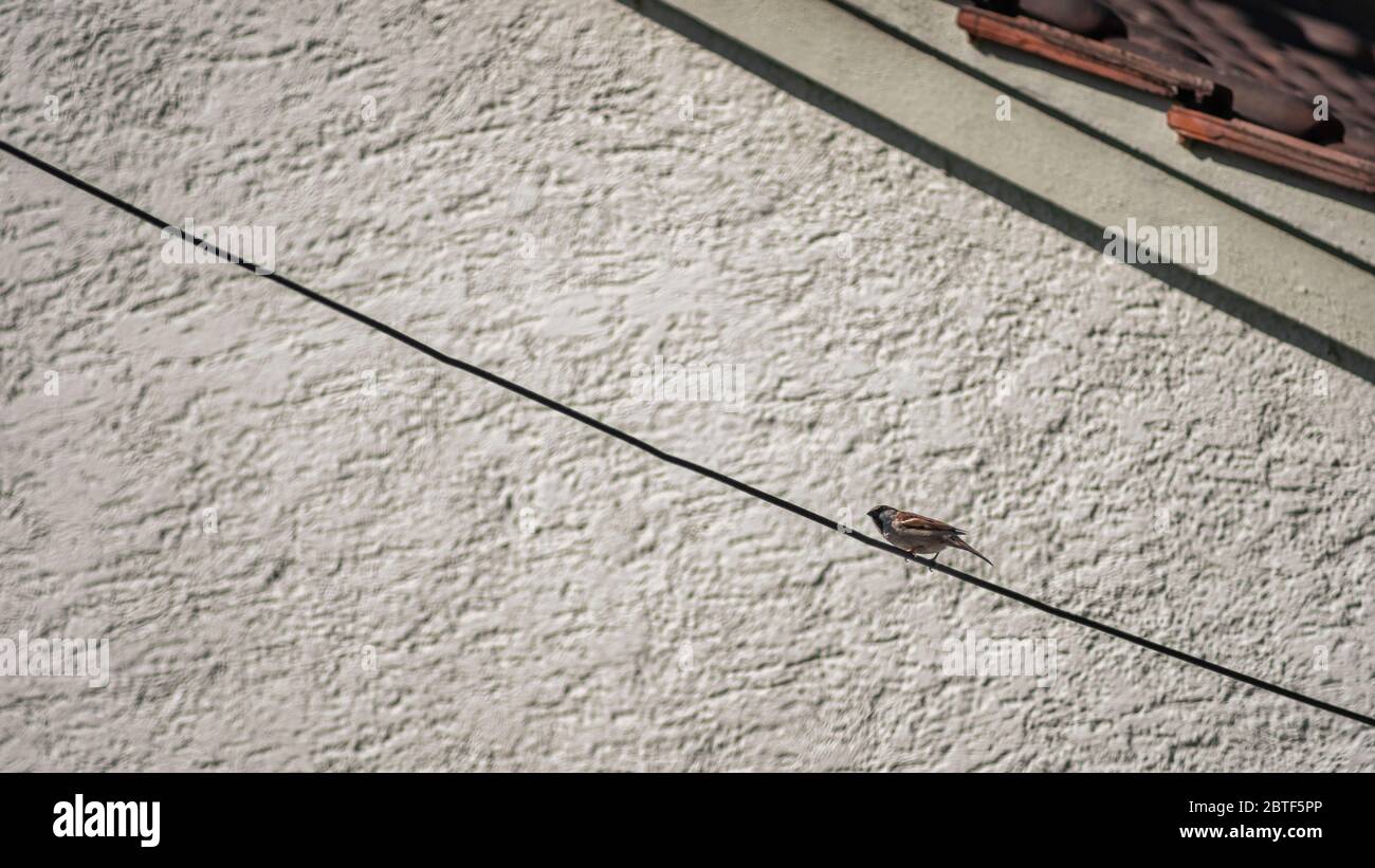 Single sparrow in the spring sitting alone at a power line Stock Photo ...
