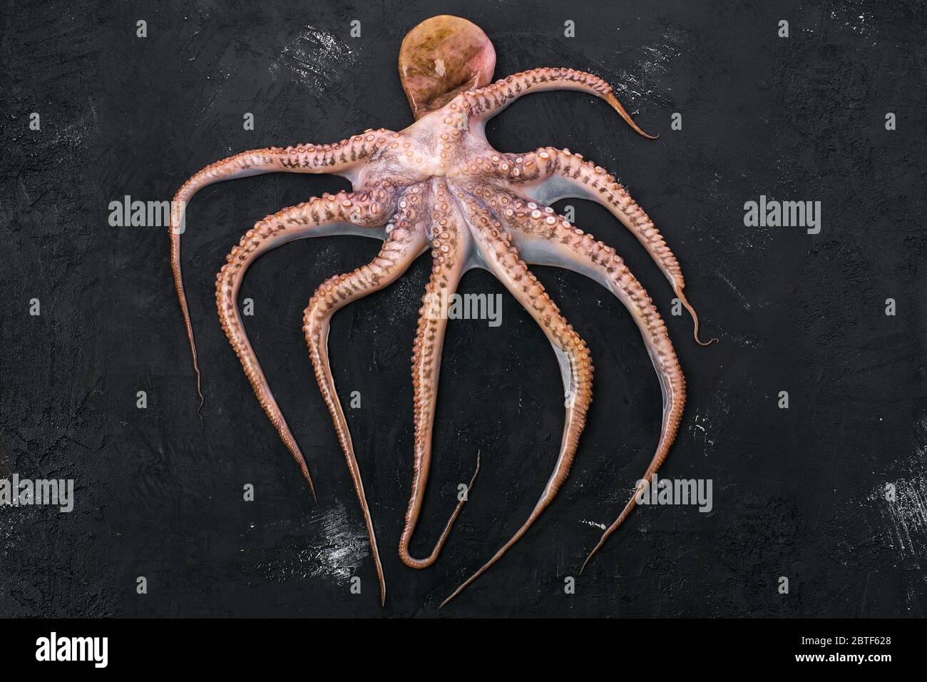 Octopus top view hi-res stock photography and images - Alamy