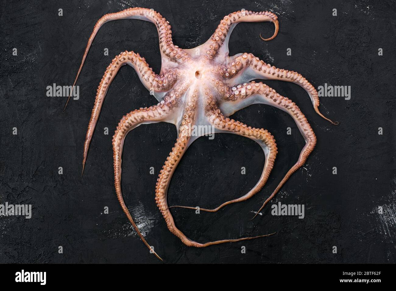 Raw large octopus on black background Stock Photo - Alamy
