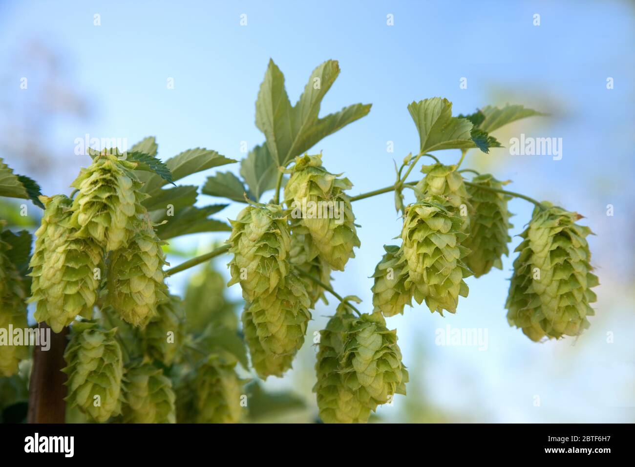 Mature Hop Cones on vine 'Humulus lupus' Stock Photo - Alamy