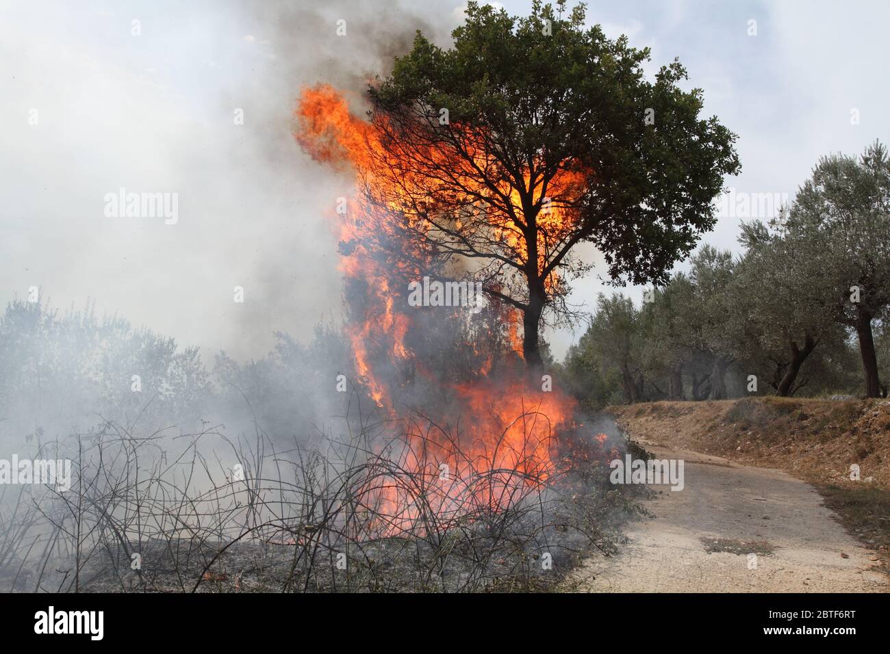 Olive tree flame hi-res stock photography and images - Alamy