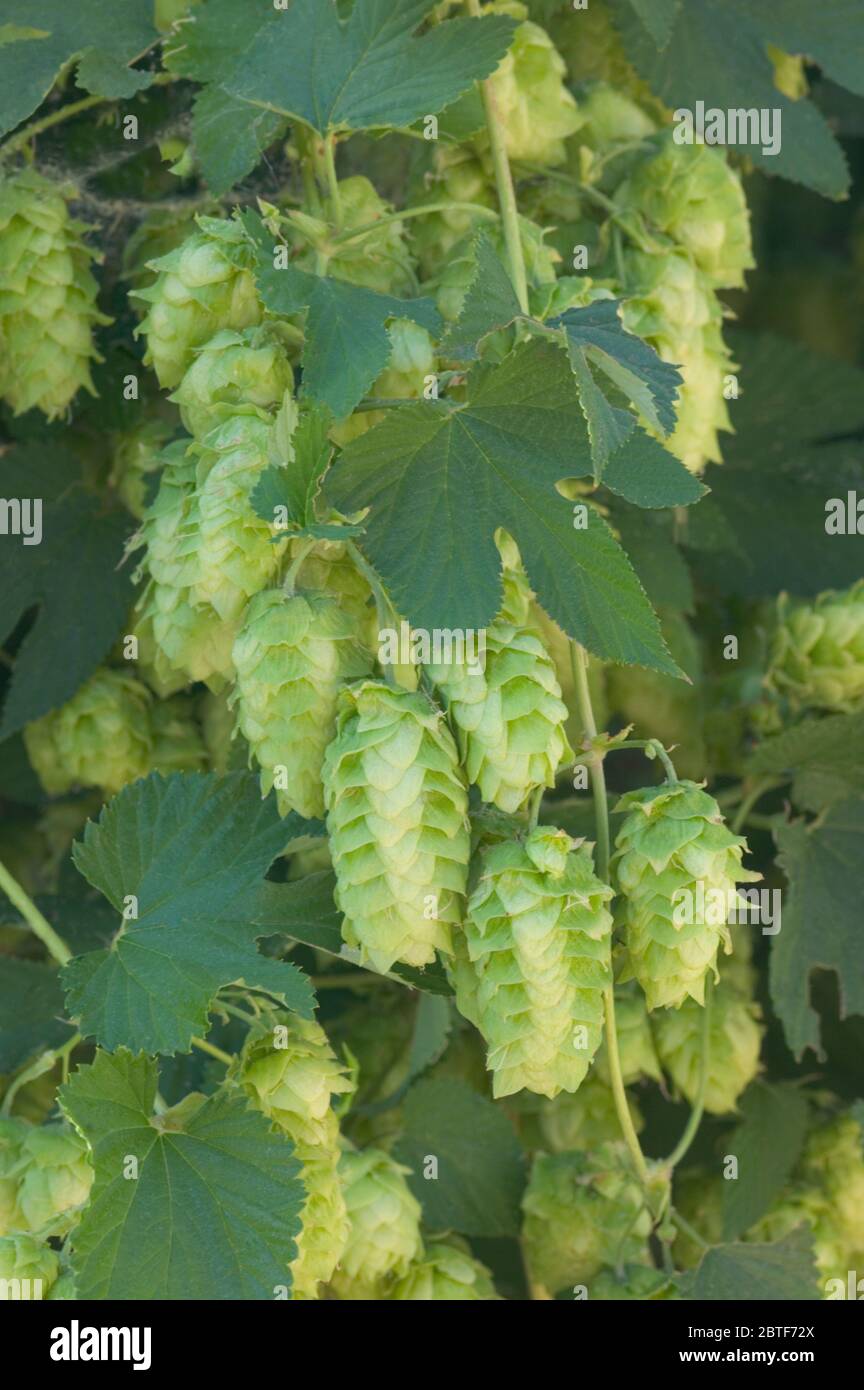 Mature Hop Cones on vine 'Humulus lupus' Stock Photo - Alamy
