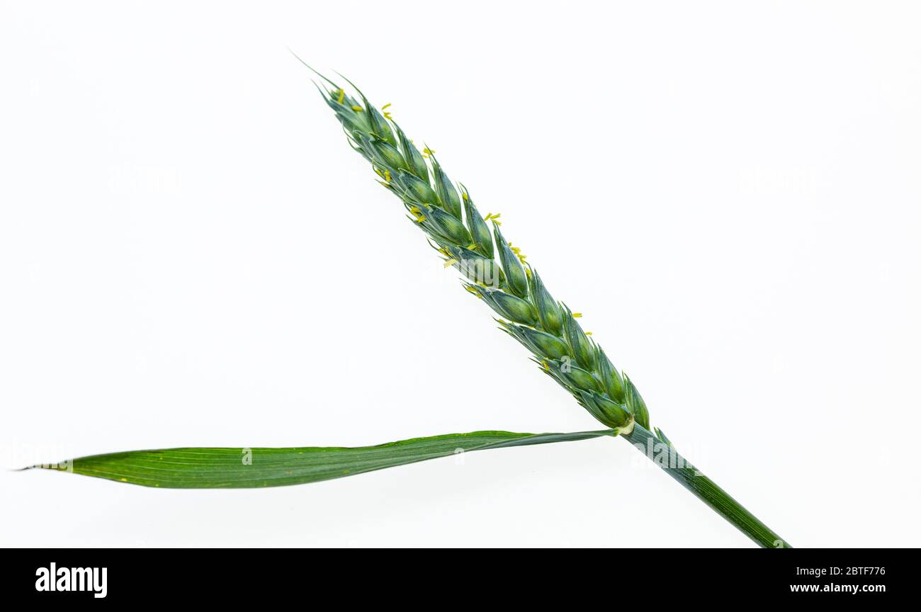 Different types of grasses hi-res stock photography and images - Alamy