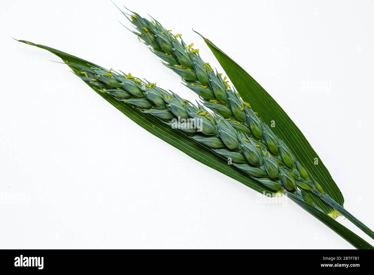 Types of grasses hi-res stock photography and images - Alamy