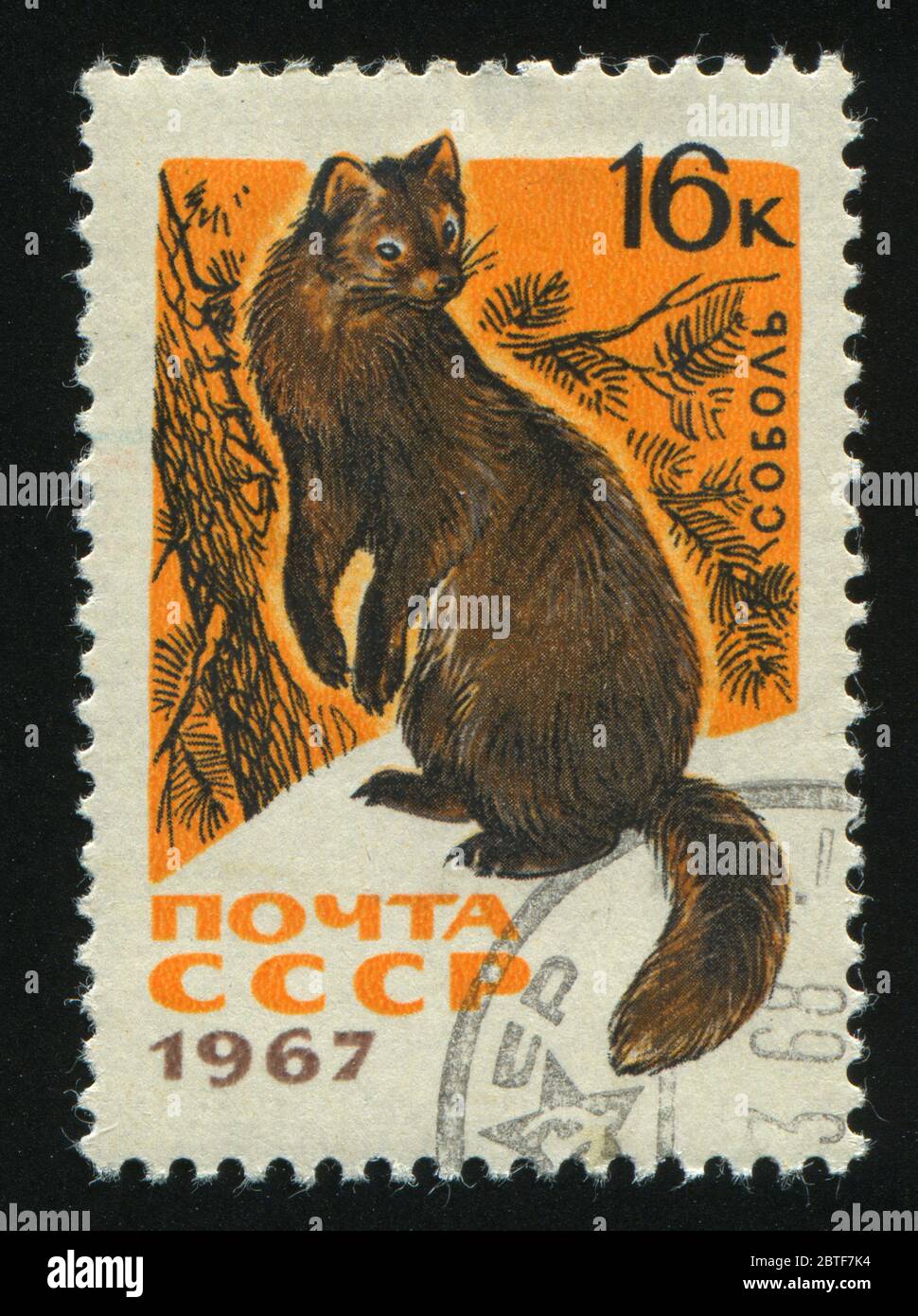 RUSSIA - CIRCA 1967: stamp printed by Russia, shows Sable, circa 1967 ...
