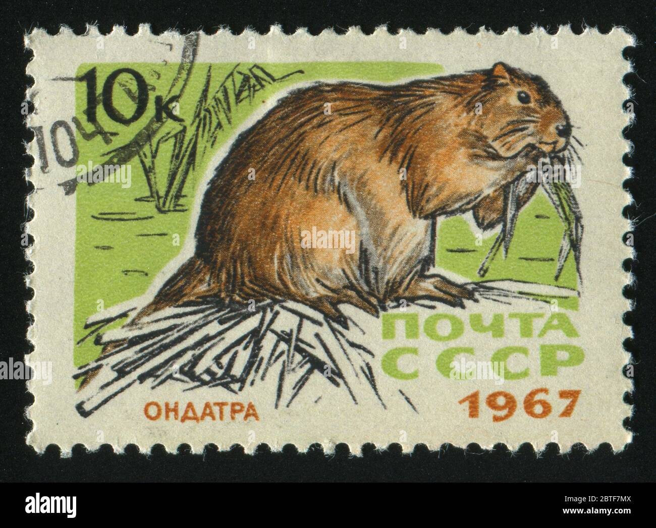 RUSSIA - CIRCA 1967: stamp printed by Russia, shows Muskrat, circa 1967 ...