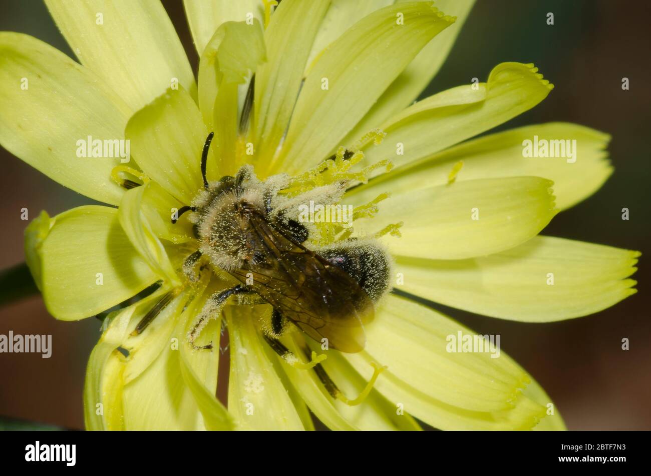 False bee hi-res stock photography and images - Alamy