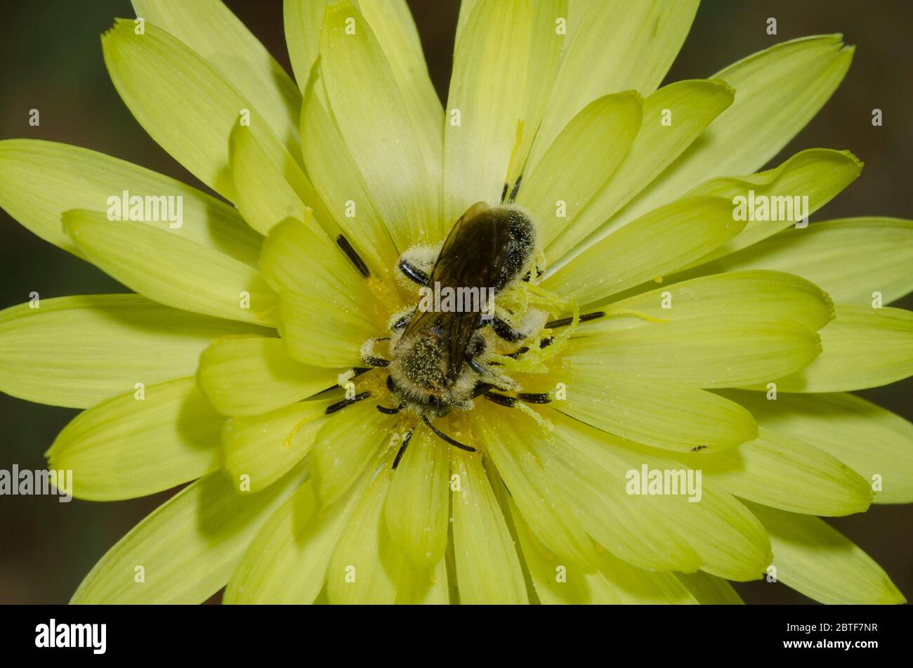 False bee hi-res stock photography and images - Alamy