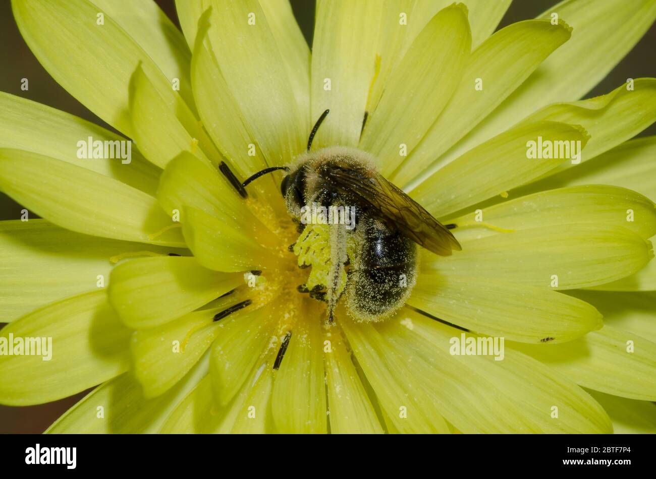 False bee hi-res stock photography and images - Alamy