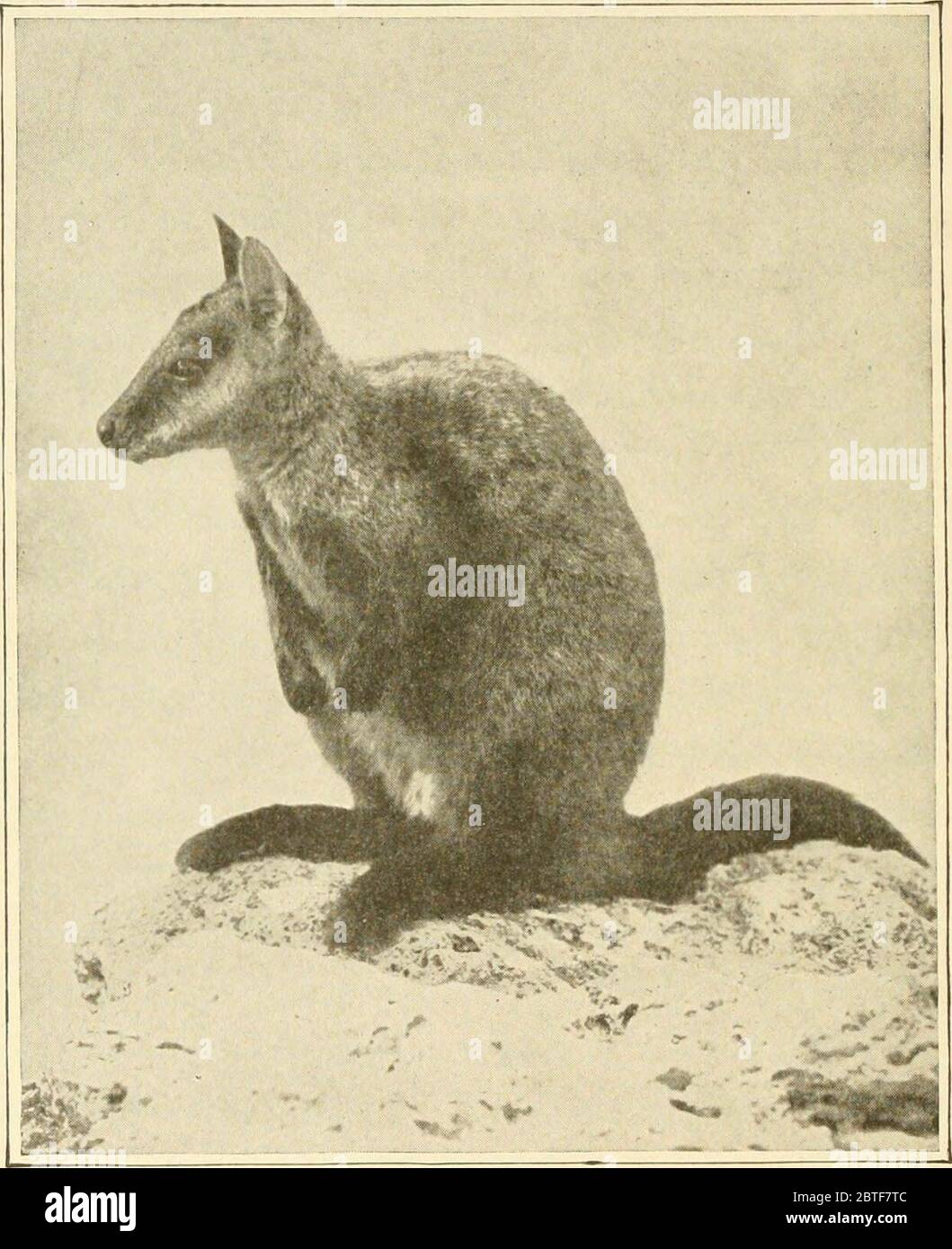 "The American natural history; a foundation of useful knowledge of the ...