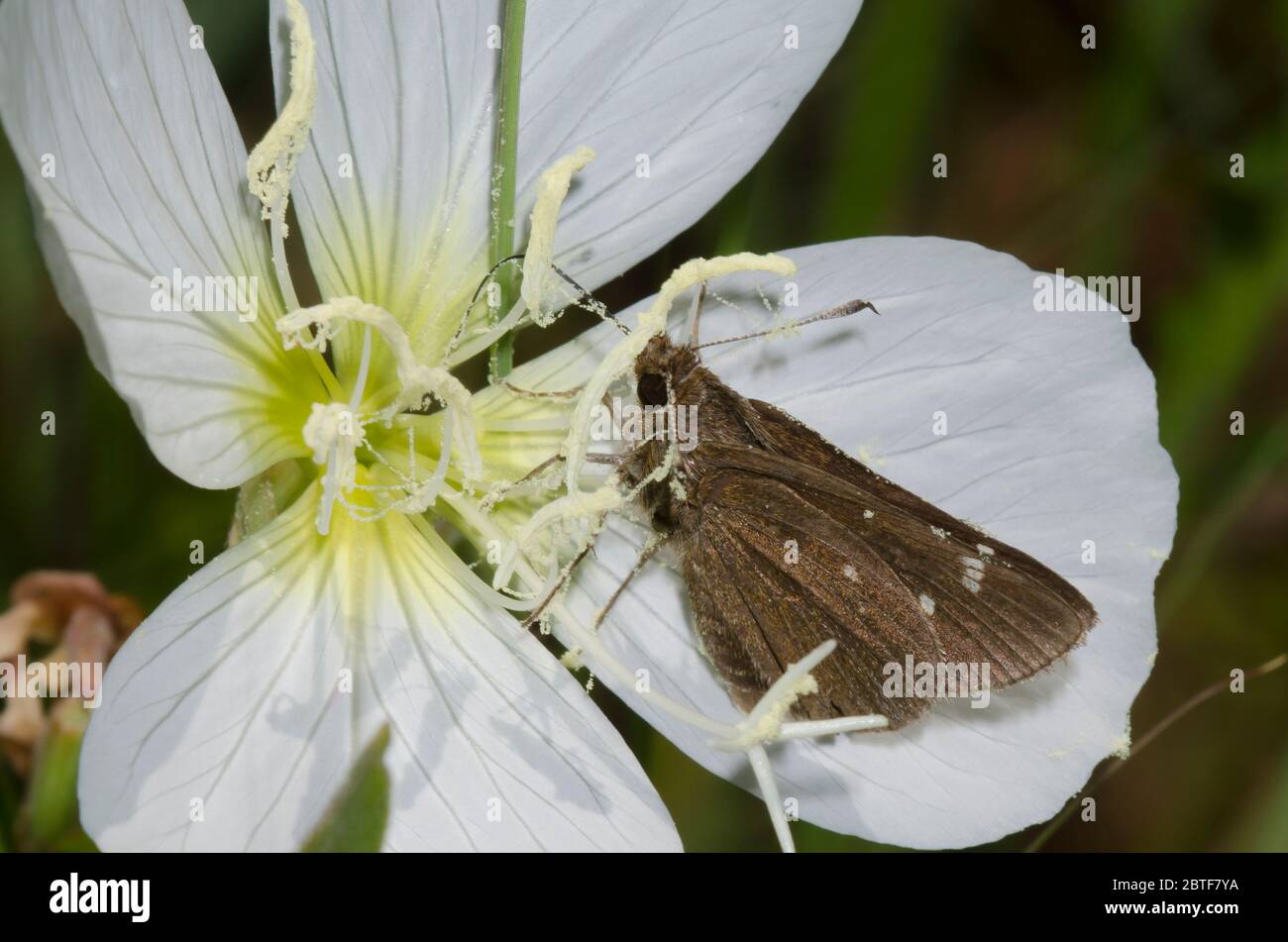 Dusted Skipper, Atrytonopsis hianna, probing Showy Evening Primrose, Oenothera speciosa, for ...
