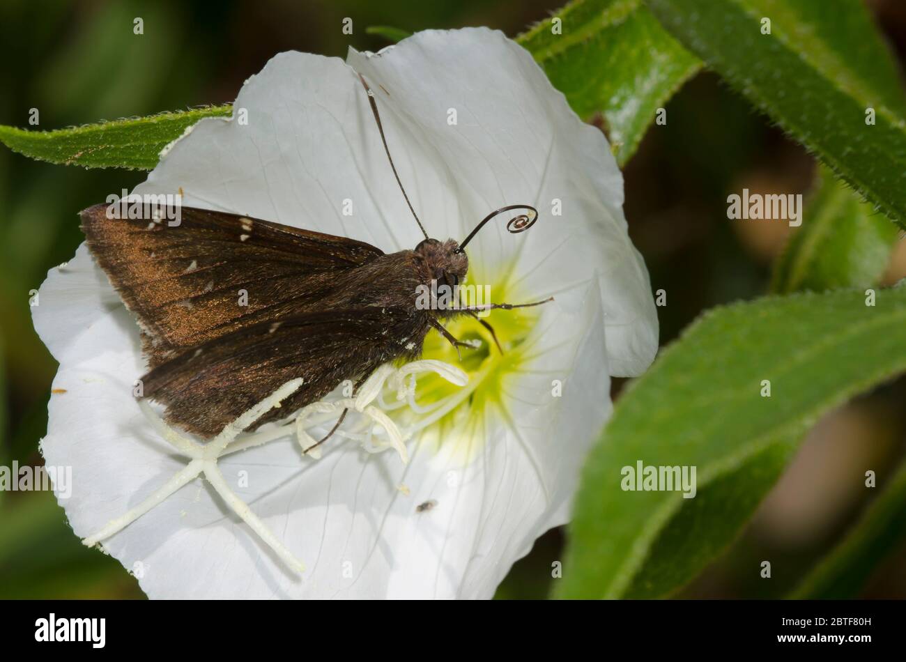 Northern Cloudywing, Cecropterus pylades, male probing Showy Evening ...