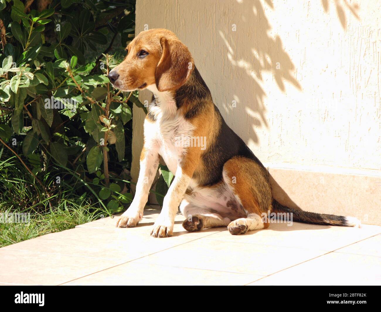 Beagle puppy dog dries in the sun after bath Stock Photo - Alamy