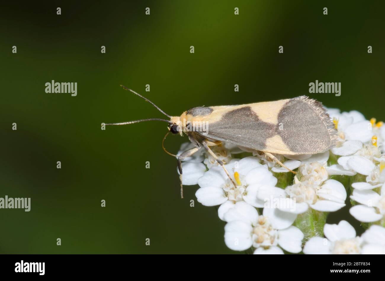 Banded moth hi-res stock photography and images - Alamy