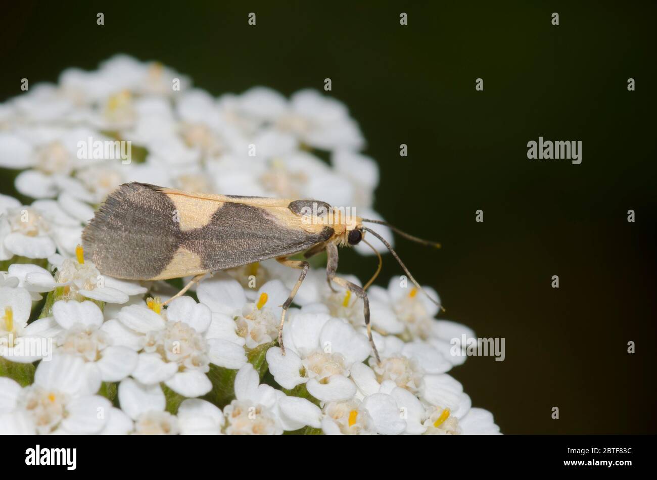 One-banded Lichen Moth, Cisthene unifascia, foraging on yarrow ...