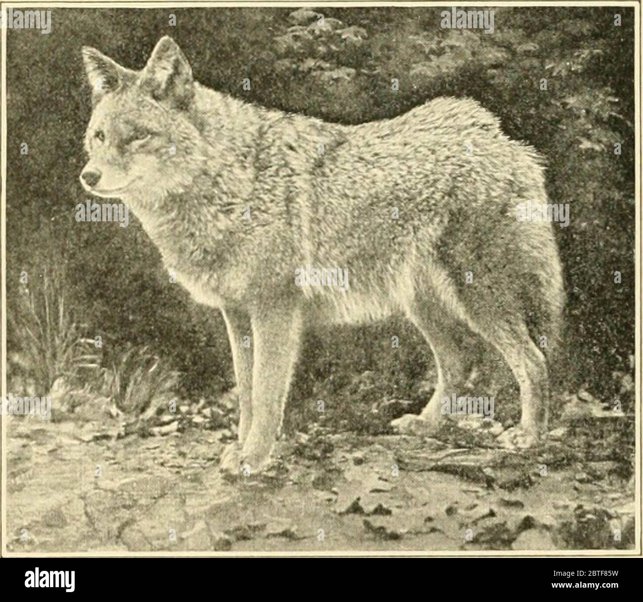 "The American natural history; a foundation of useful knowledge of the ...