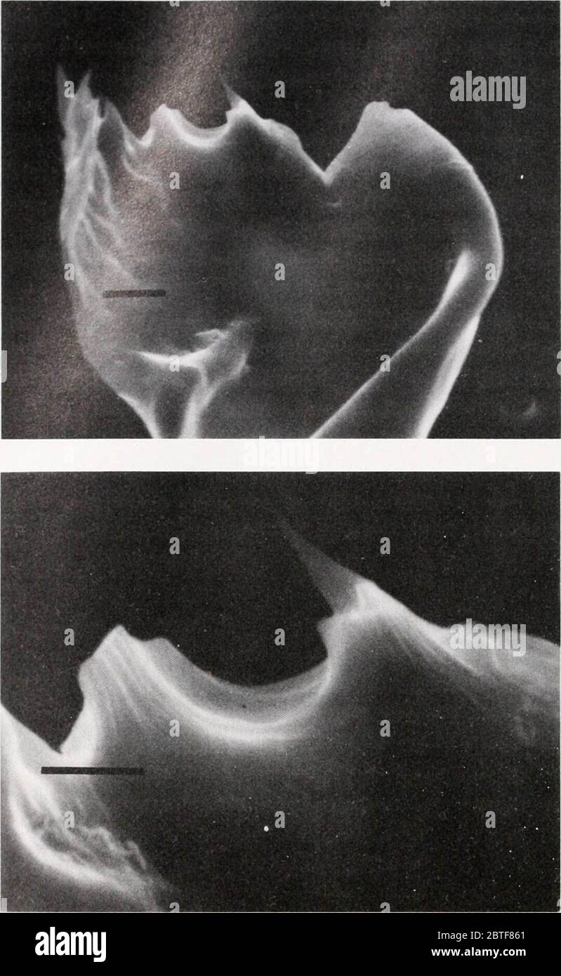 Biological Bulletin High Resolution Stock Photography and Images - Alamy