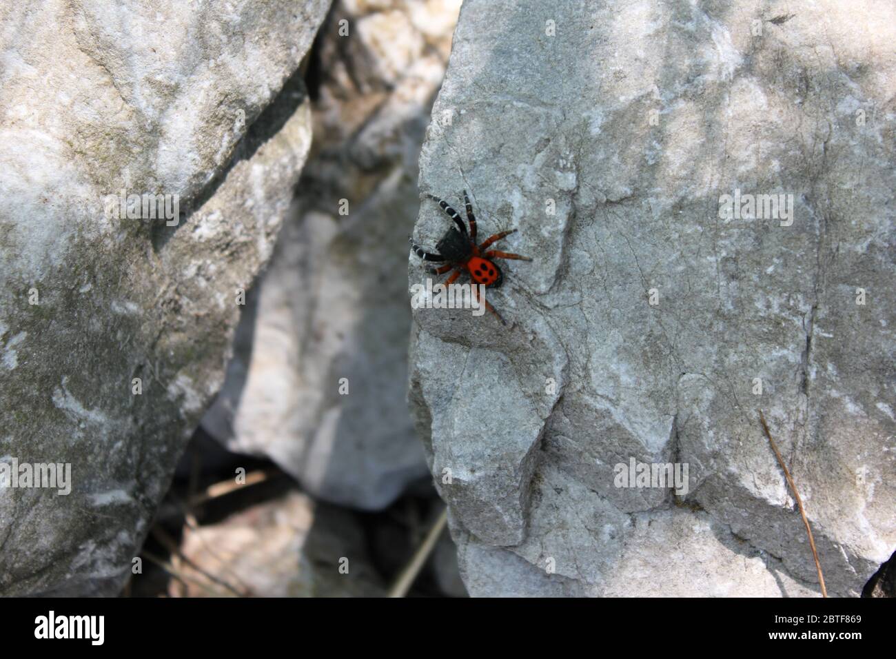 Eresus hi-res stock photography and images - Alamy