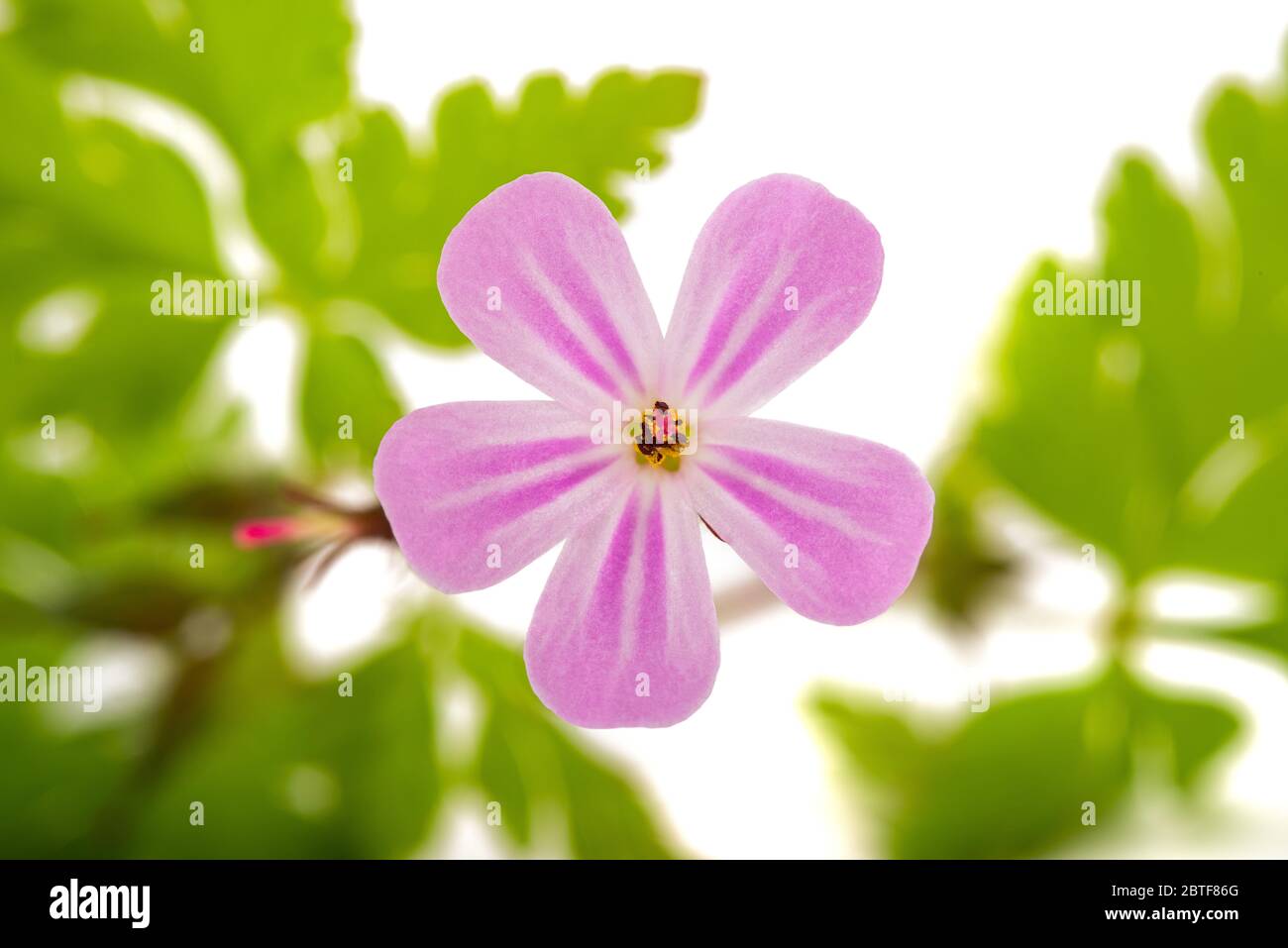 Herb Robert flower isolated on white background Stock Photo - Alamy