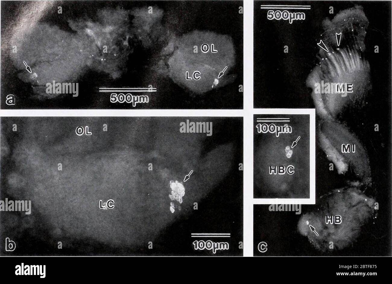 "The Biological bulletin Stock Photo - Alamy