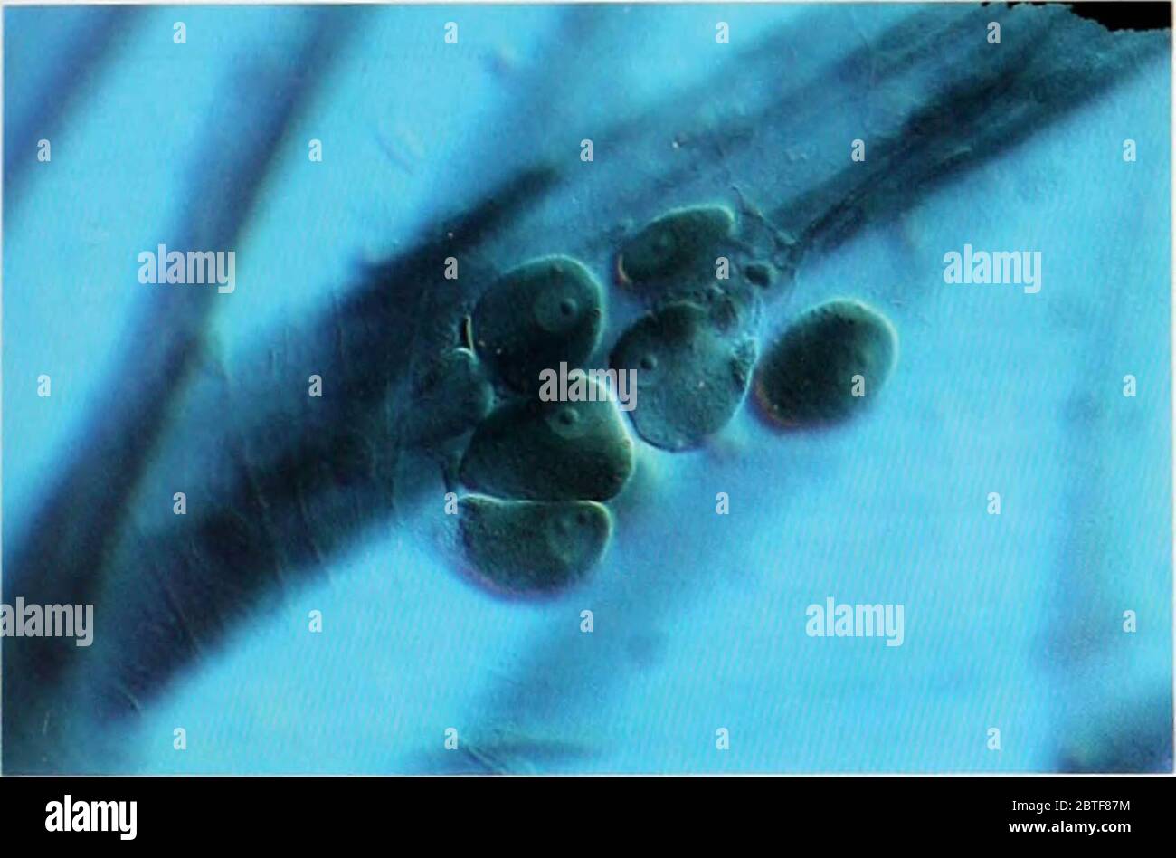 "The Biological bulletin Stock Photo - Alamy