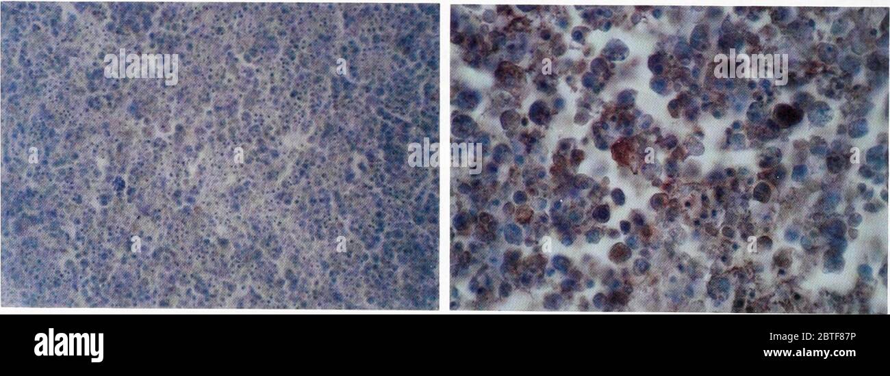 "The Biological bulletin Stock Photo - Alamy