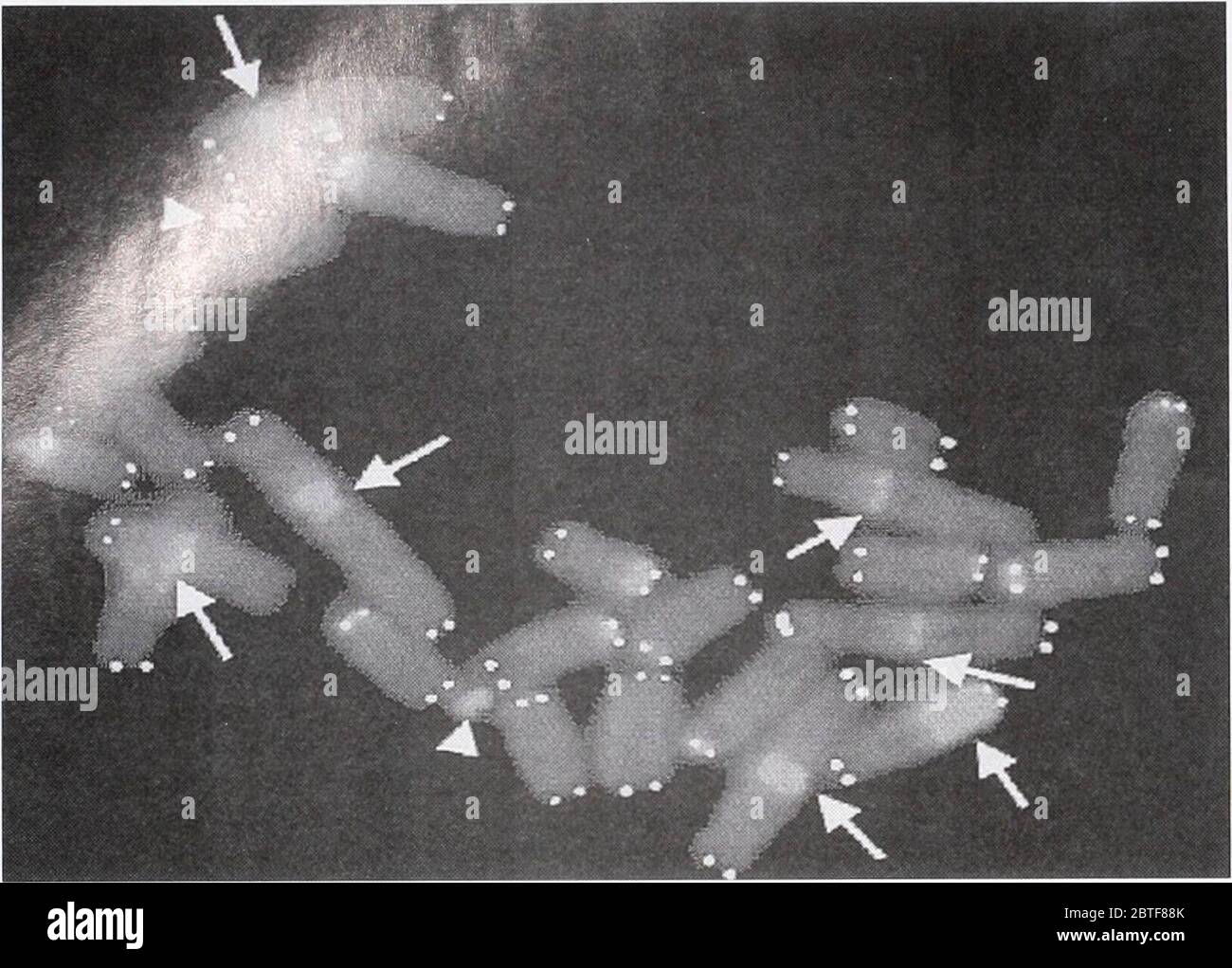 "The Biological bulletin Stock Photo - Alamy