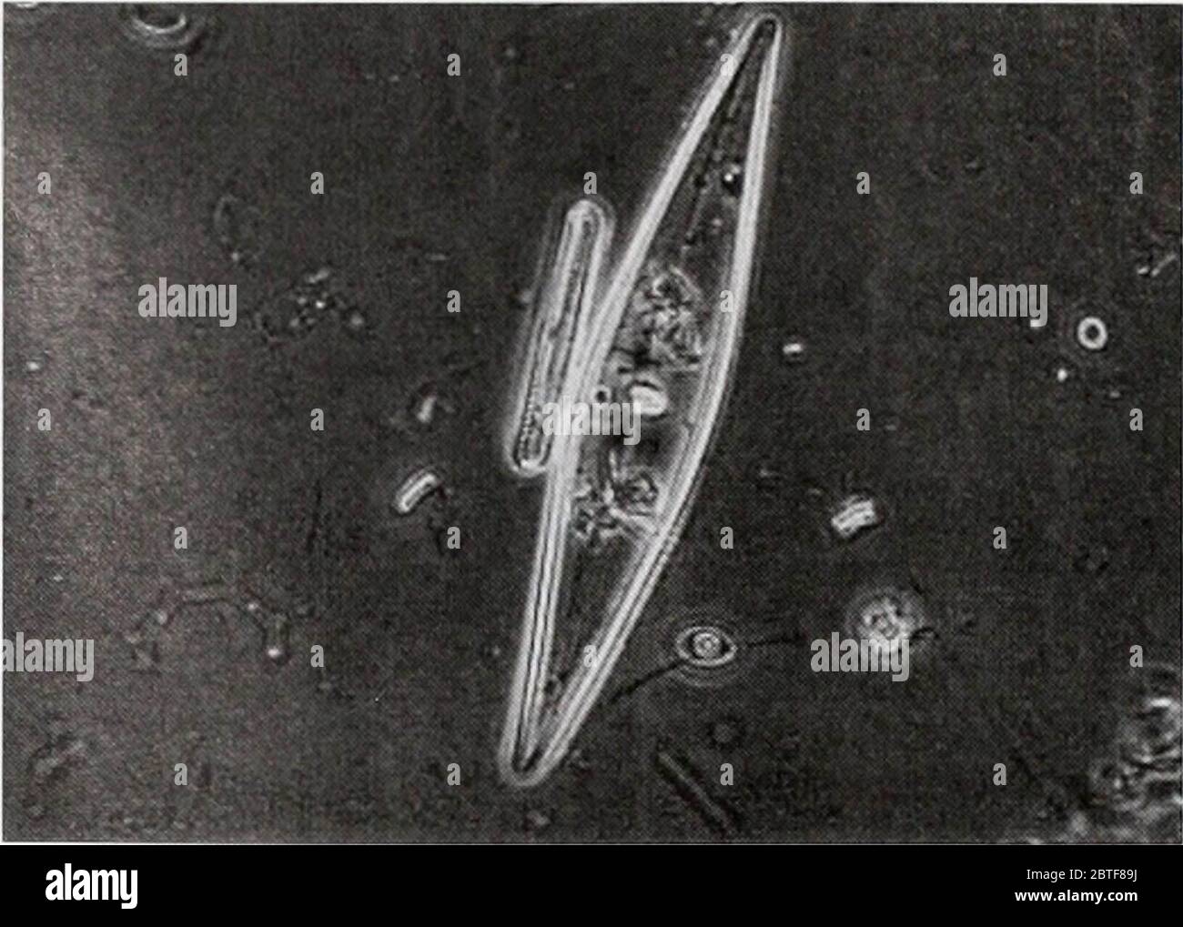 "The Biological bulletin Stock Photo - Alamy