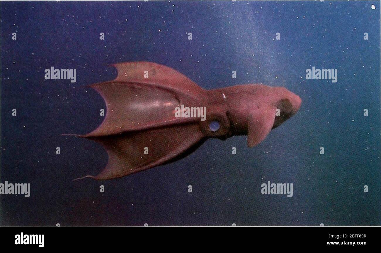 "The Biological bulletin Stock Photo - Alamy