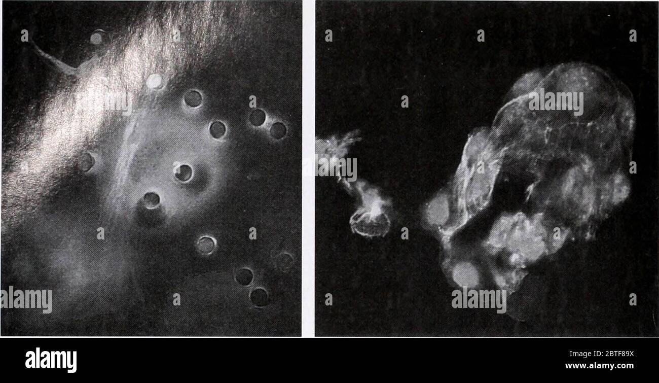 "The Biological bulletin Stock Photo - Alamy