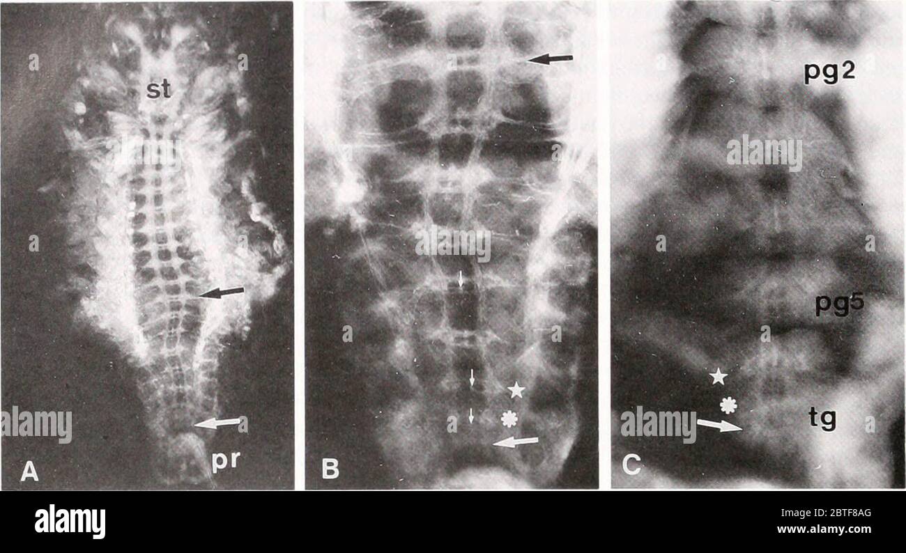 "The Biological bulletin Stock Photo - Alamy