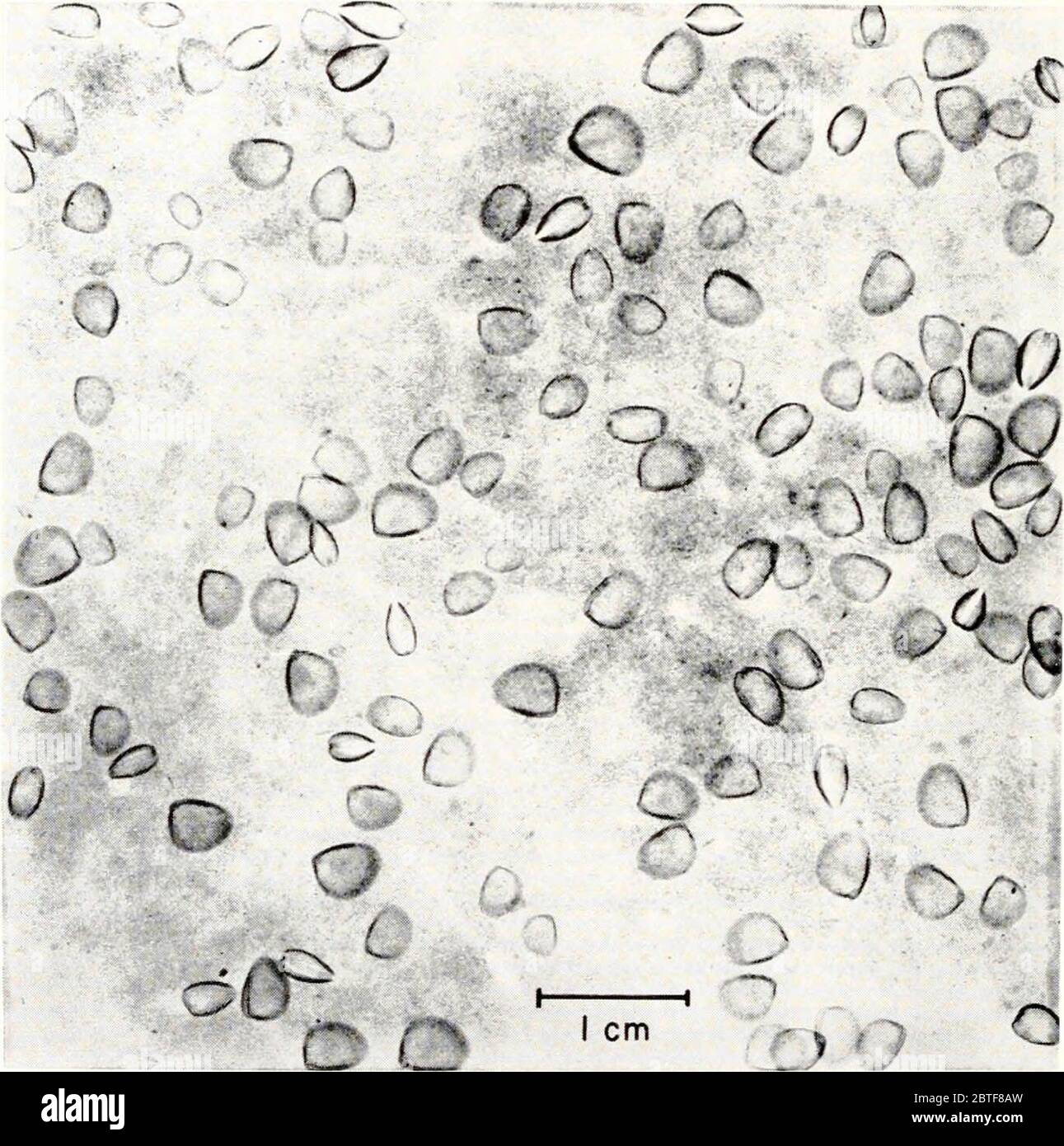 "The Biological bulletin Stock Photo - Alamy