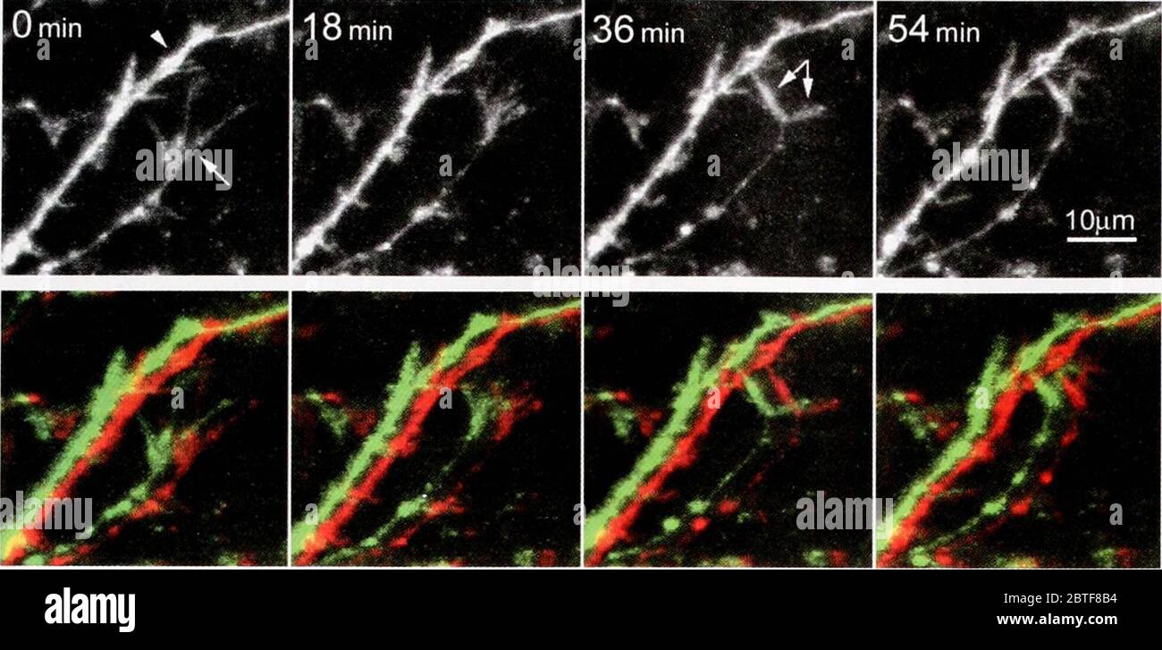 "The Biological bulletin Stock Photo - Alamy