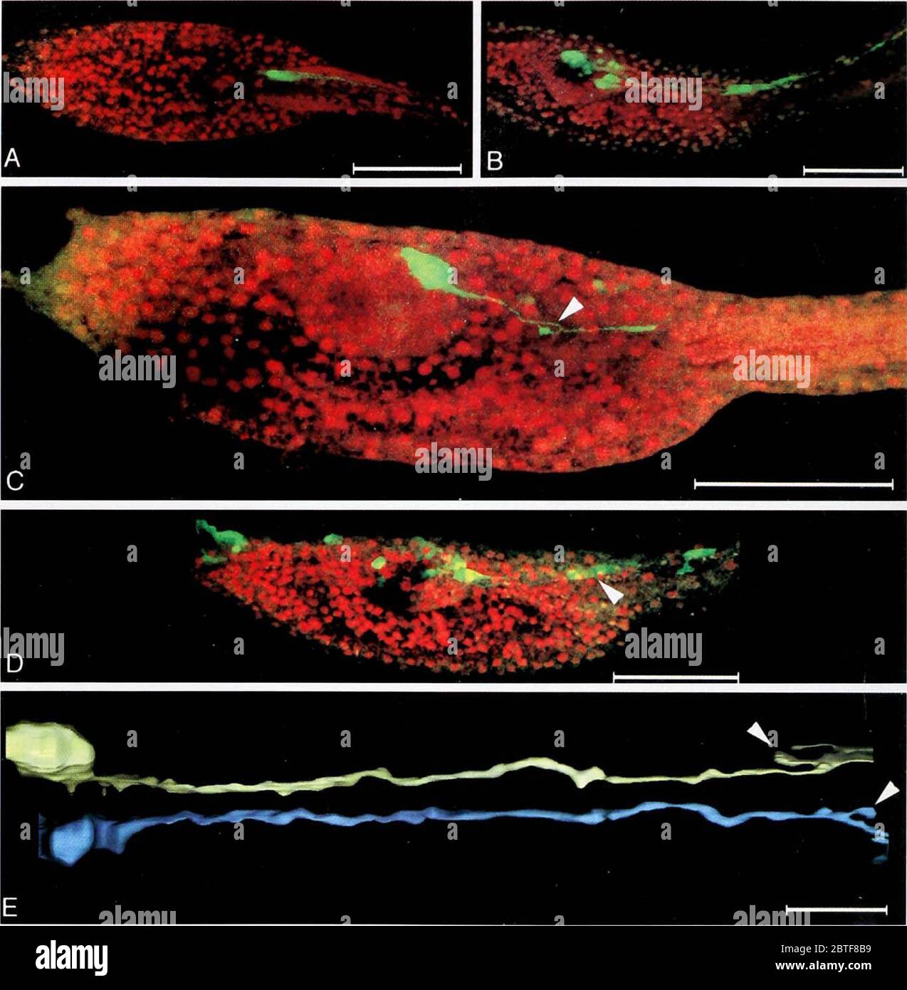 "The Biological bulletin Stock Photo - Alamy