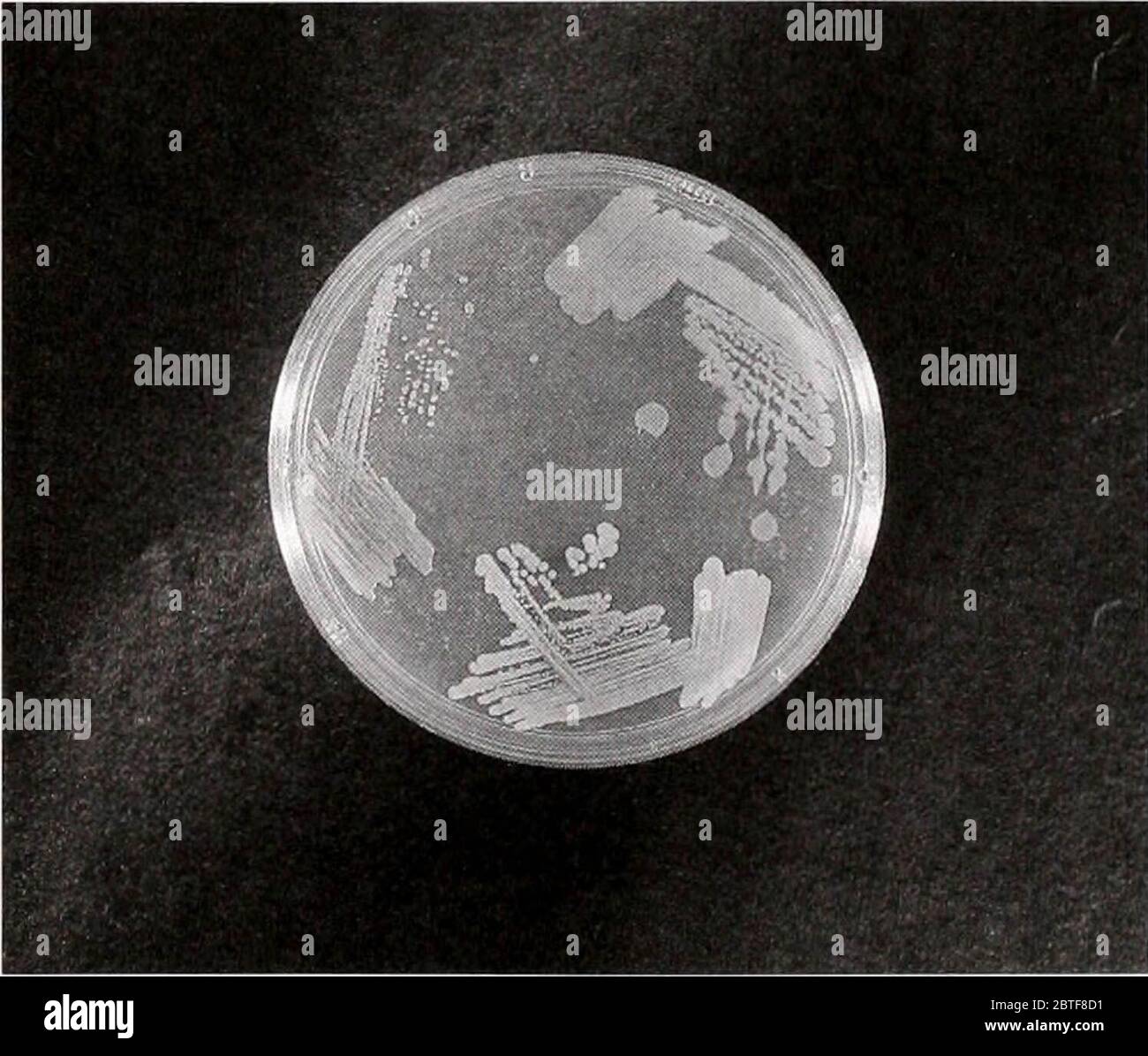 "The Biological bulletin Stock Photo - Alamy