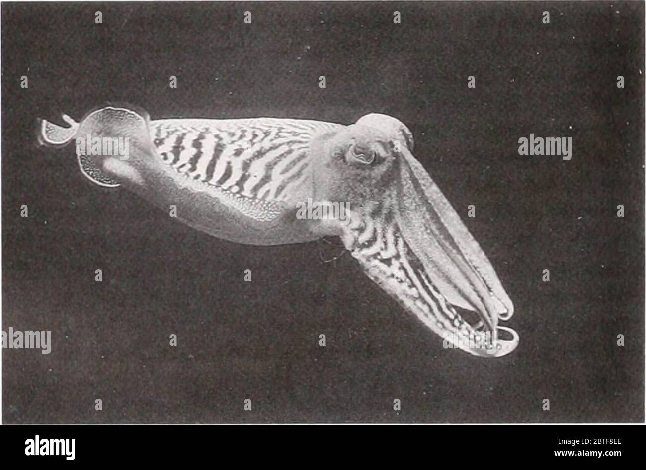 "The Biological bulletin Stock Photo - Alamy