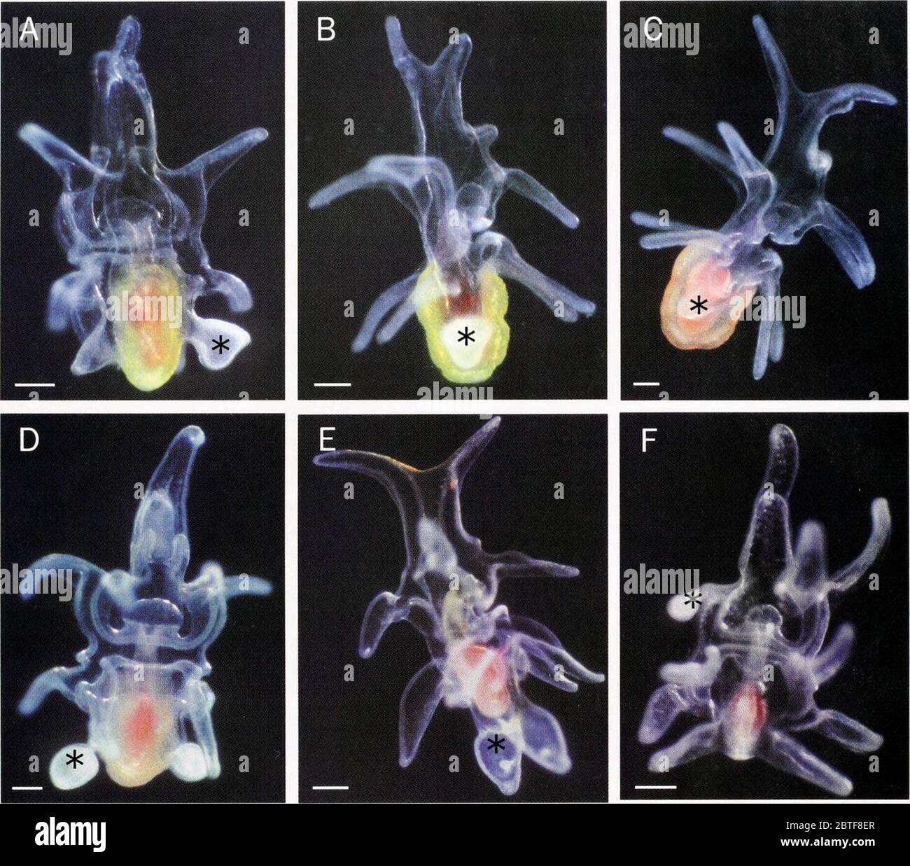 "The Biological bulletin Stock Photo - Alamy