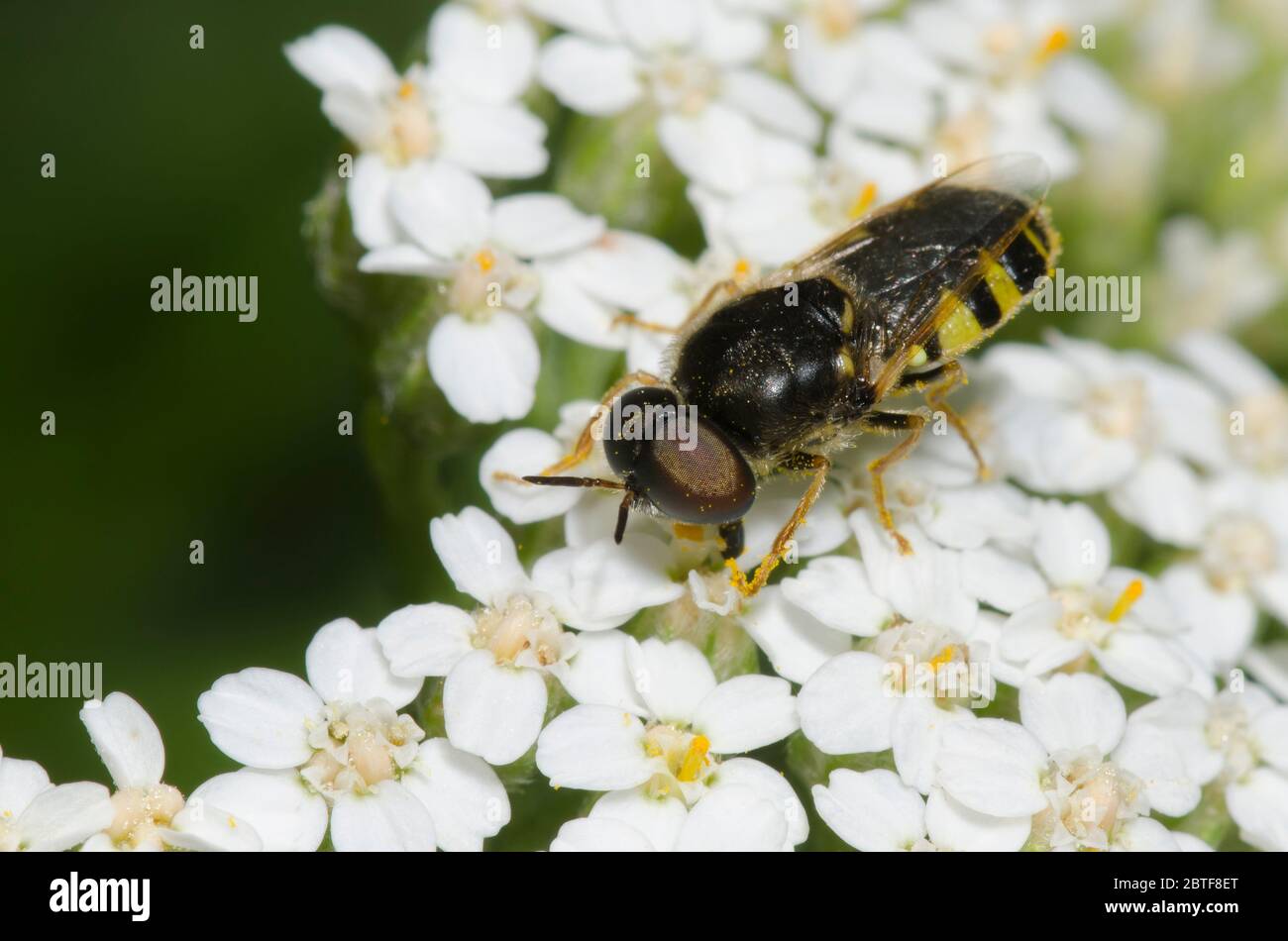 Stratiomyidae hi-res stock photography and images - Alamy