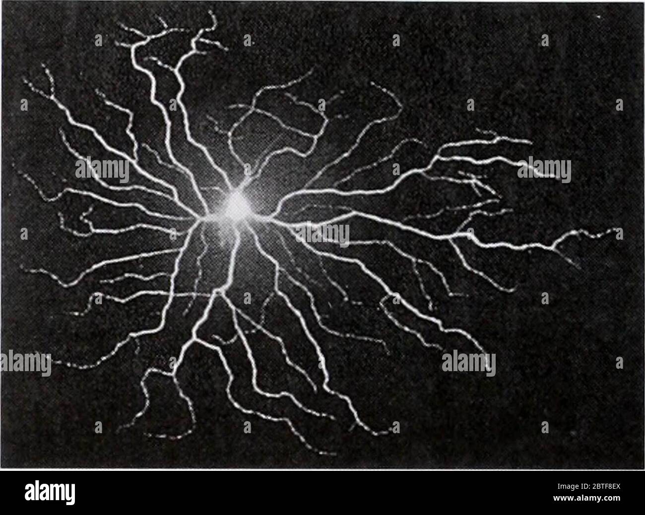 "The Biological bulletin Stock Photo - Alamy