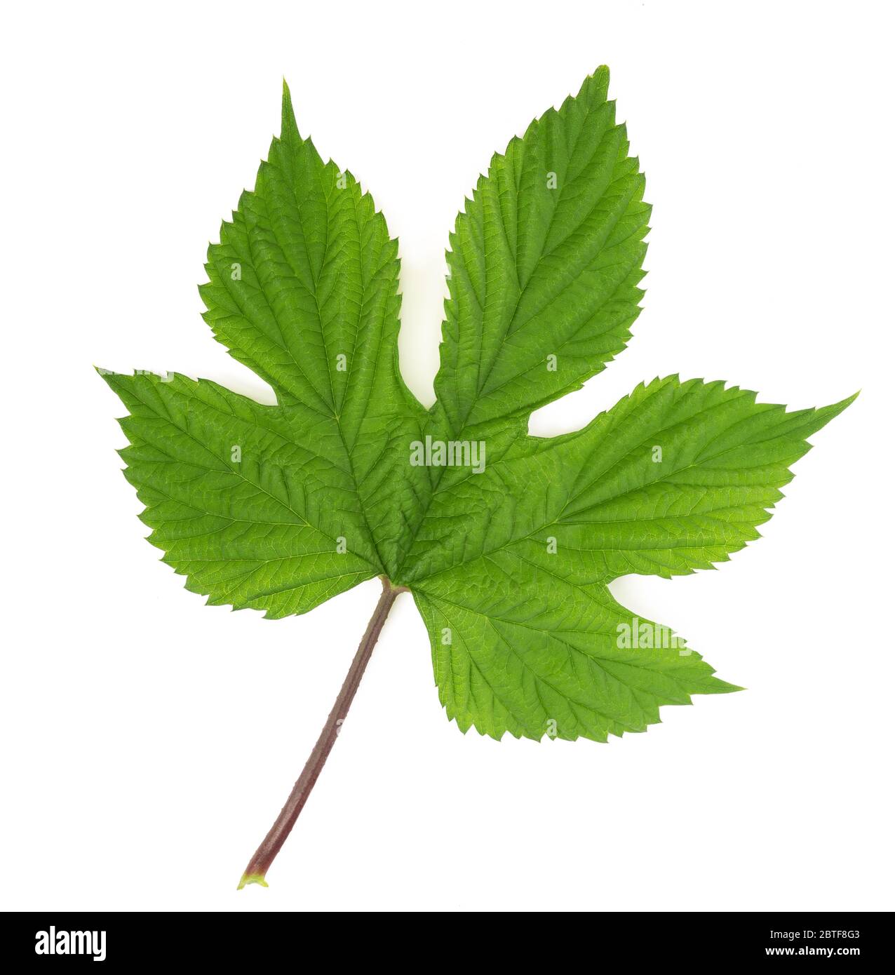 hops leaf isolated on white Stock Photo - Alamy