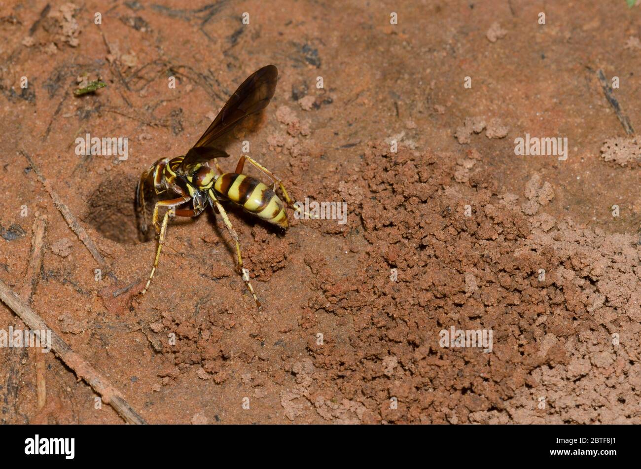 Spider Wasp, Poecilopompilus interruptus, female excavating burrow for ...