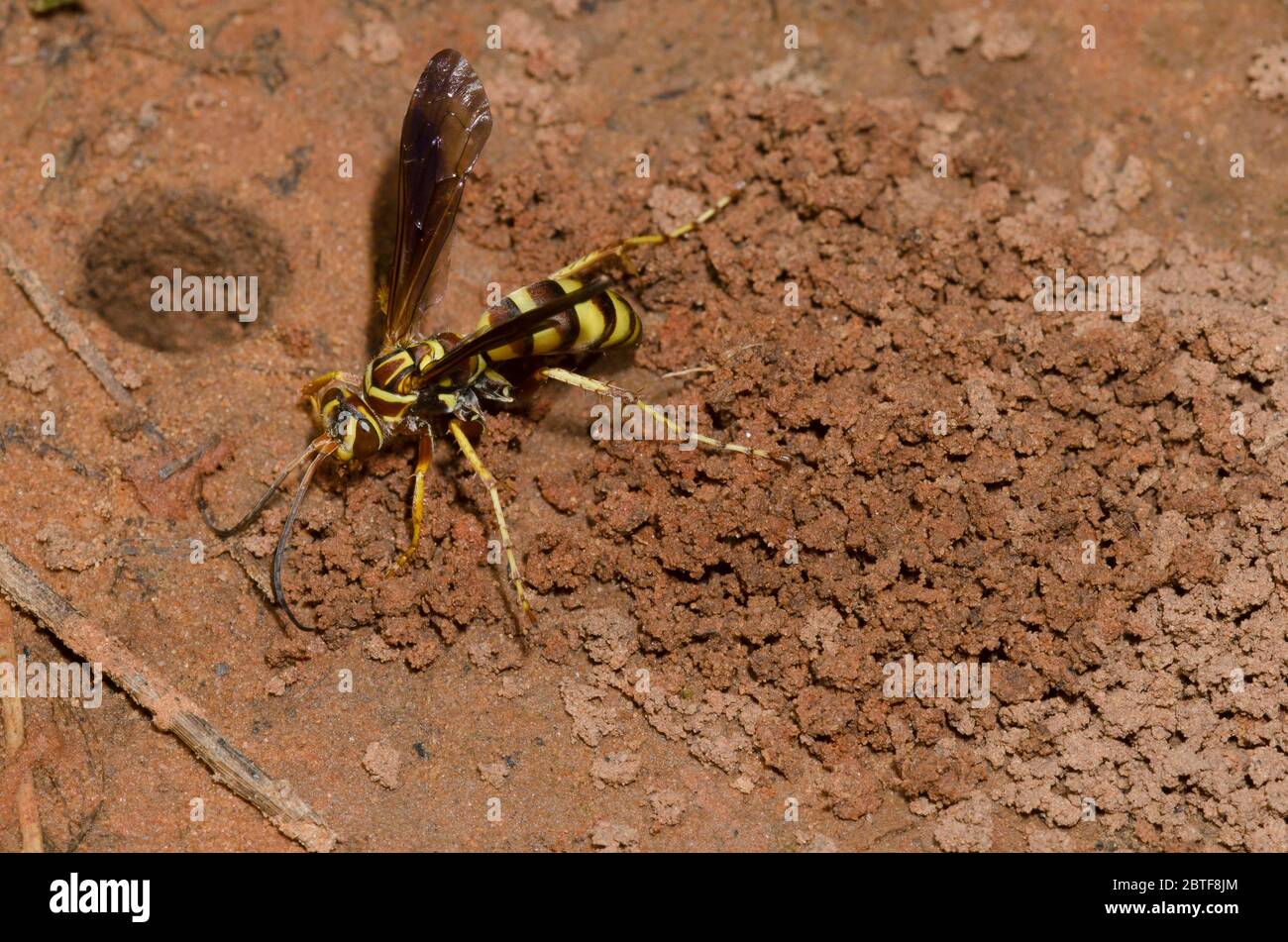 Spider Wasp, Poecilopompilus interruptus, female excavating burrow for ...