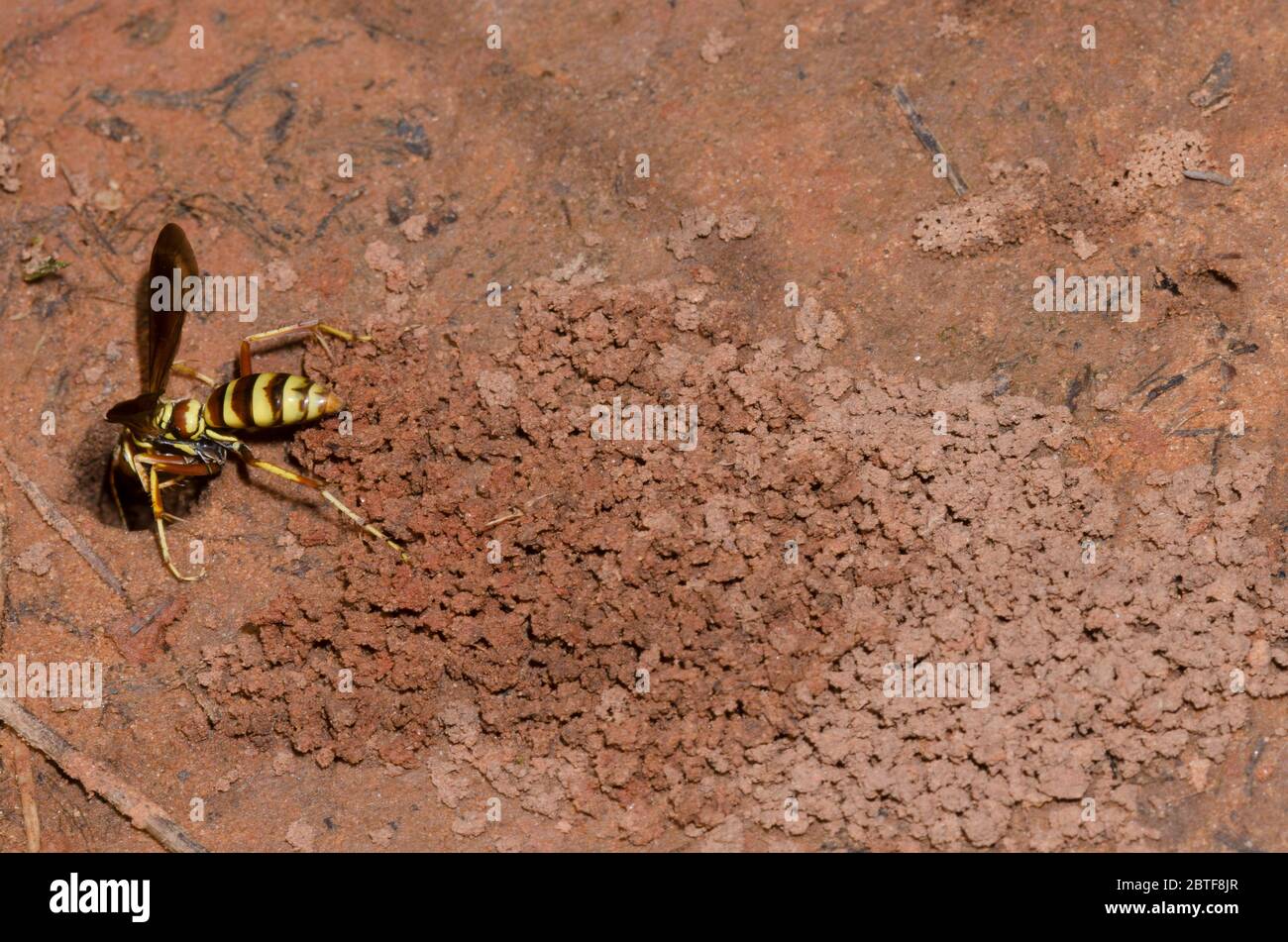 Spider Wasp, Poecilopompilus interruptus, female excavating burrow for ...