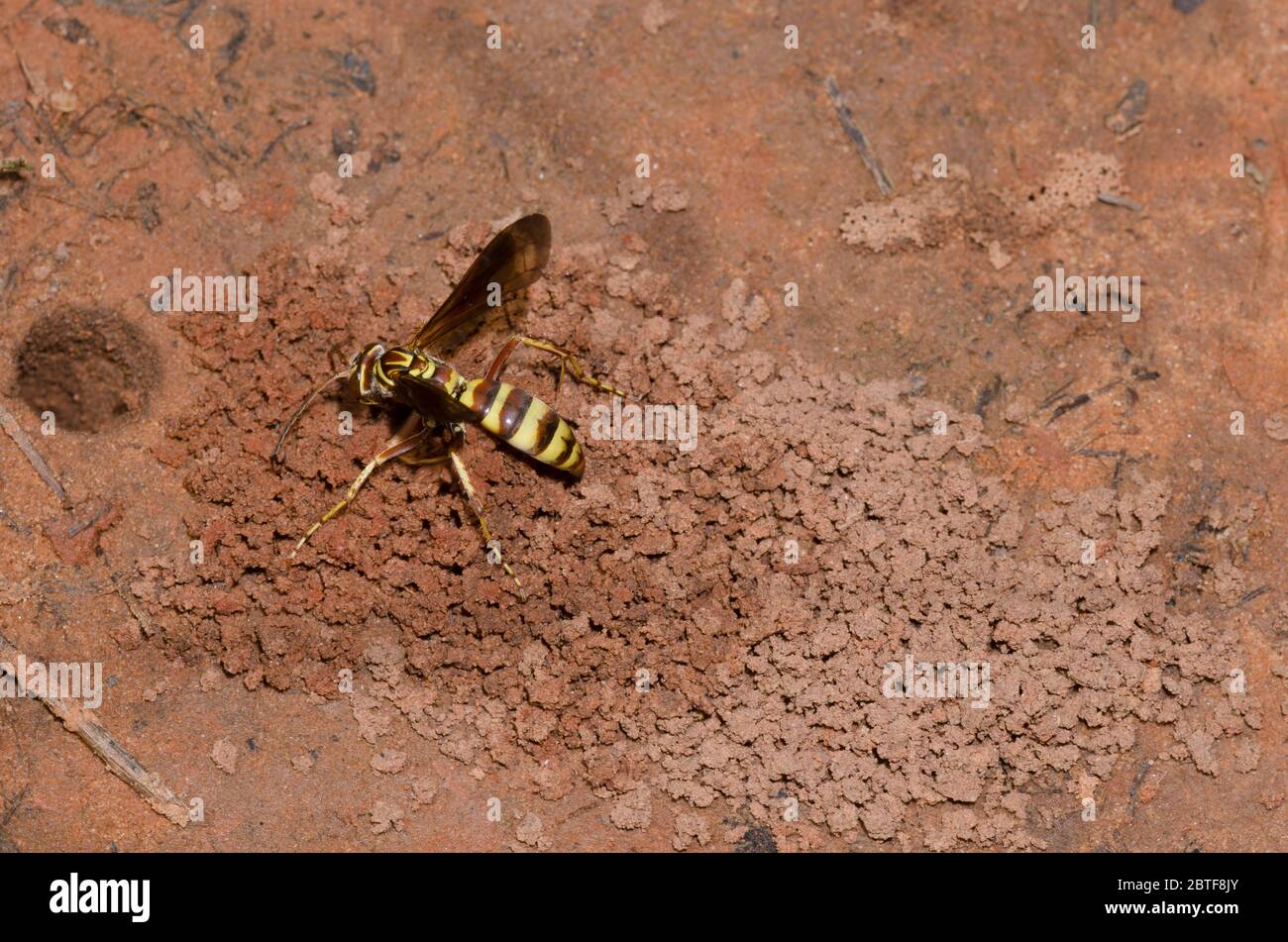 Spider Wasp, Poecilopompilus interruptus, female excavating burrow for ...