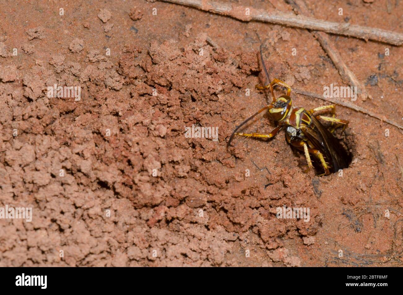 Spider Wasp, Poecilopompilus interruptus, female filling in burrow ...
