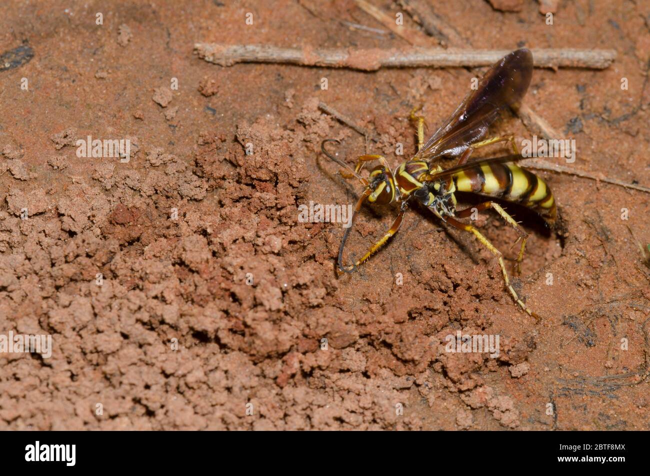 Spider Wasp, Poecilopompilus interruptus, female filling in burrow ...