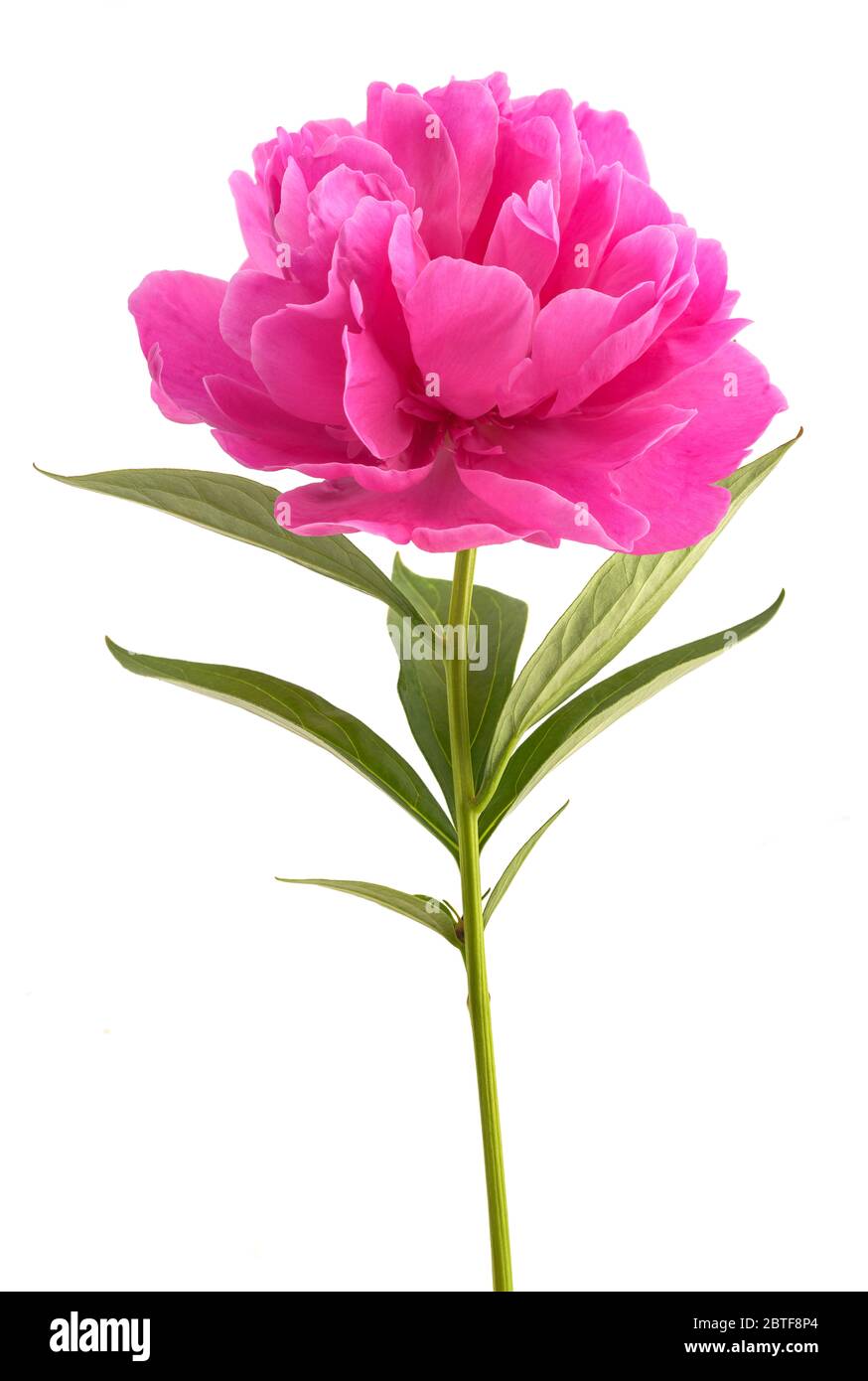 Bunch peony flowers on Cut Out Stock Images & Pictures - Alamy