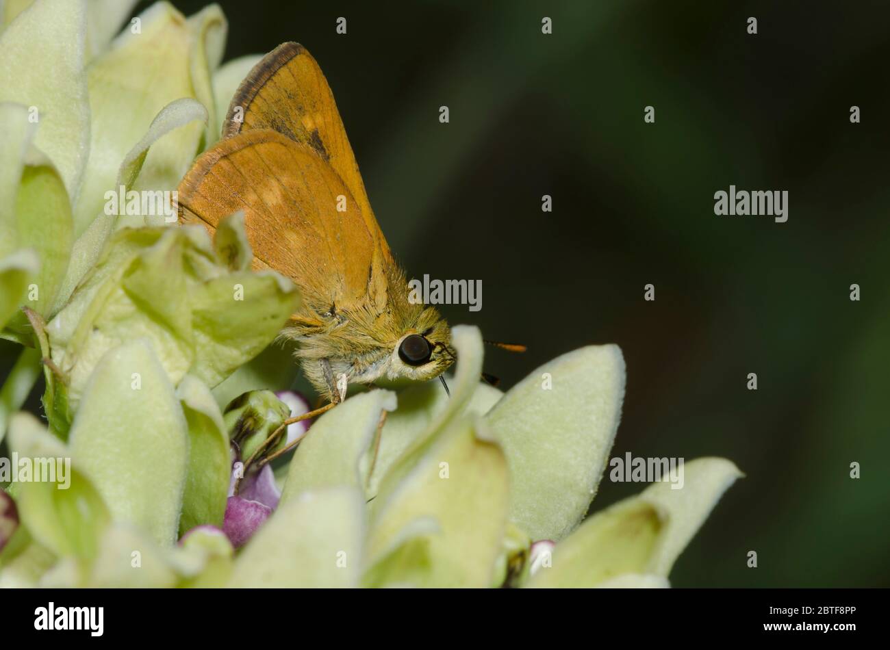 Southern Broken-dash, Polites otho, nectaring from green milkweed ...