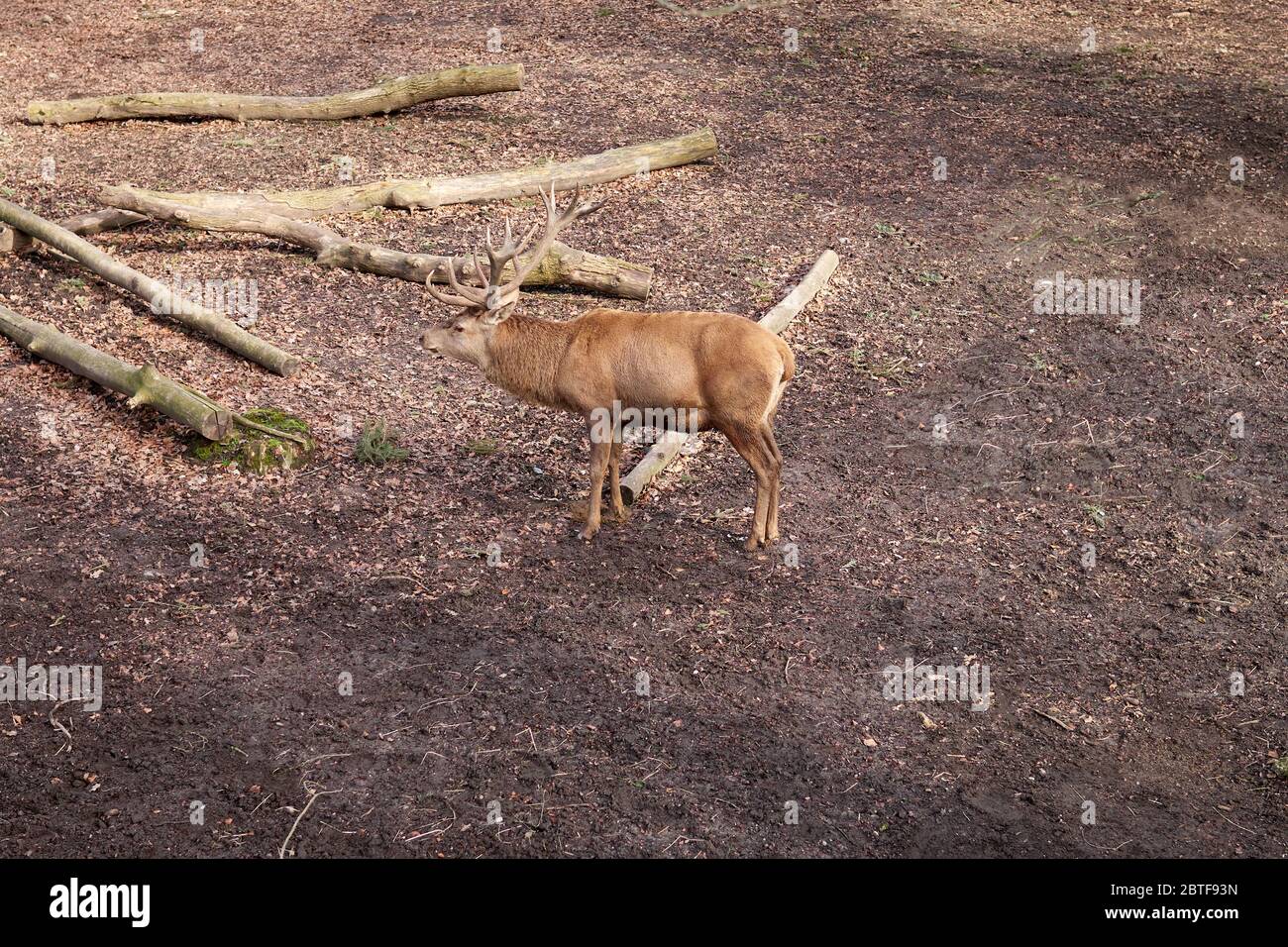 Bull elk side view head hi-res stock photography and images - Alamy
